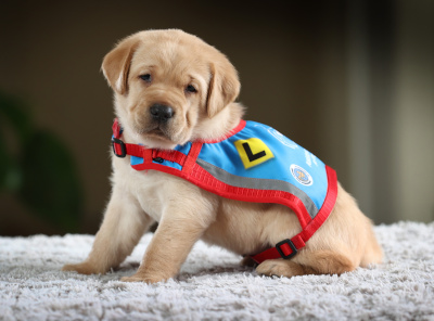 These Pups Have a Dream | Assistance Dogs Australia
