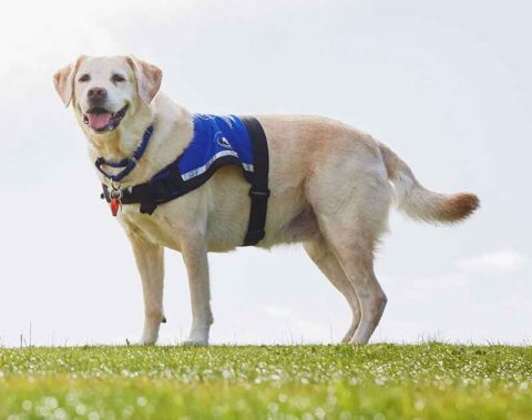 Change Lives with Assistance Dogs | Assistance Dogs Australia
