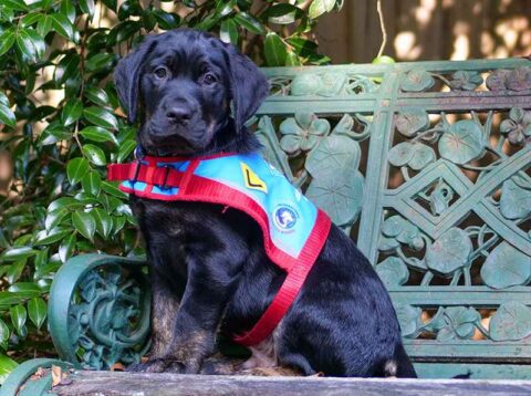 Change Lives with Assistance Dogs | Assistance Dogs Australia